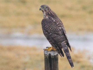Eurasian Goshawk (Northern Goshawk) - eBird