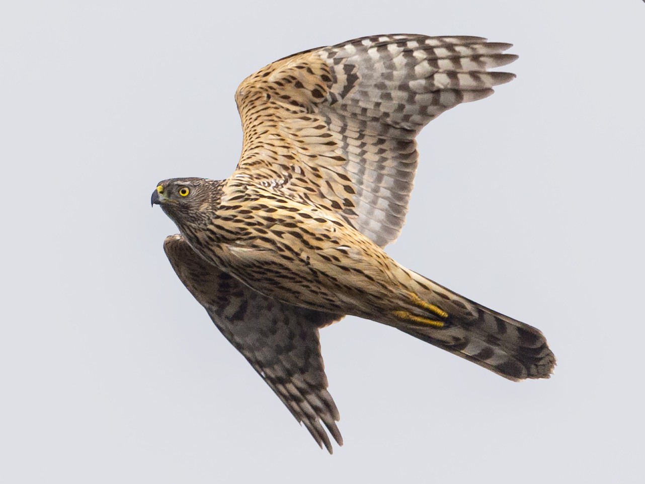 Eurasian Goshawk - eBird