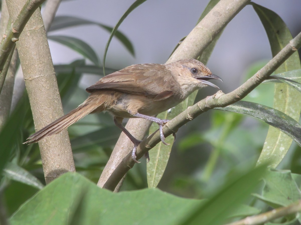 Plain Thornbird - Phacellodomus inornatus - Birds of the World