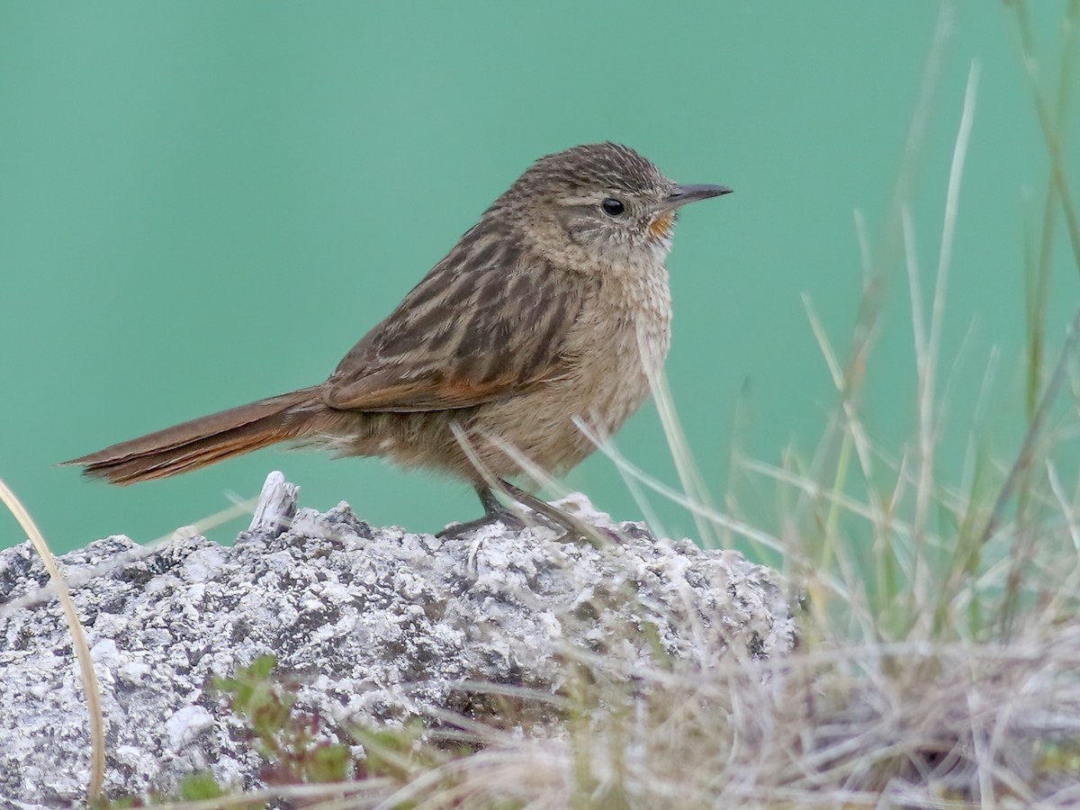 Streak-backed Canastero - Asthenes wyatti - Birds of the World