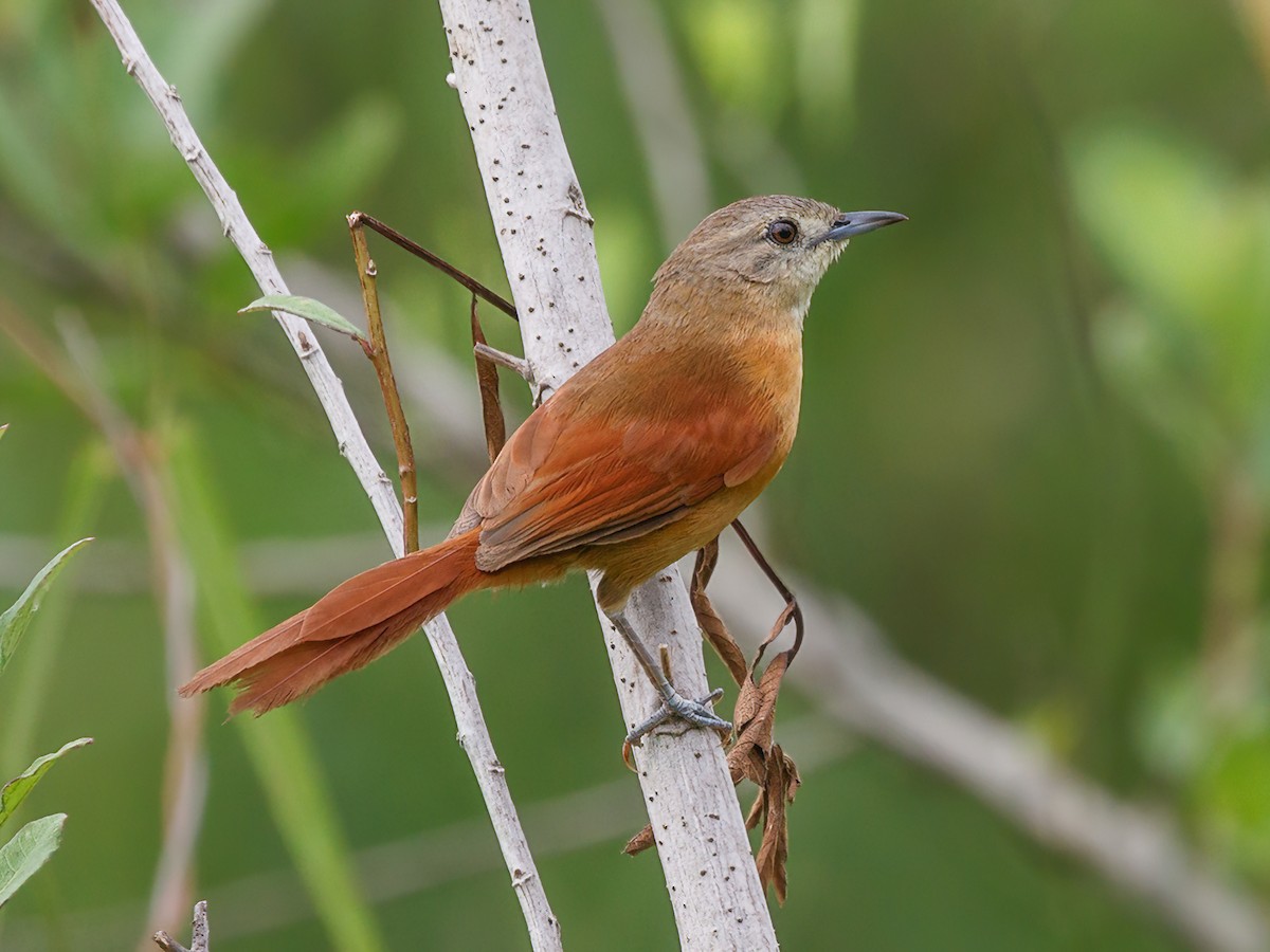 White-lored Spinetail - Synallaxis albilora - Birds of the World