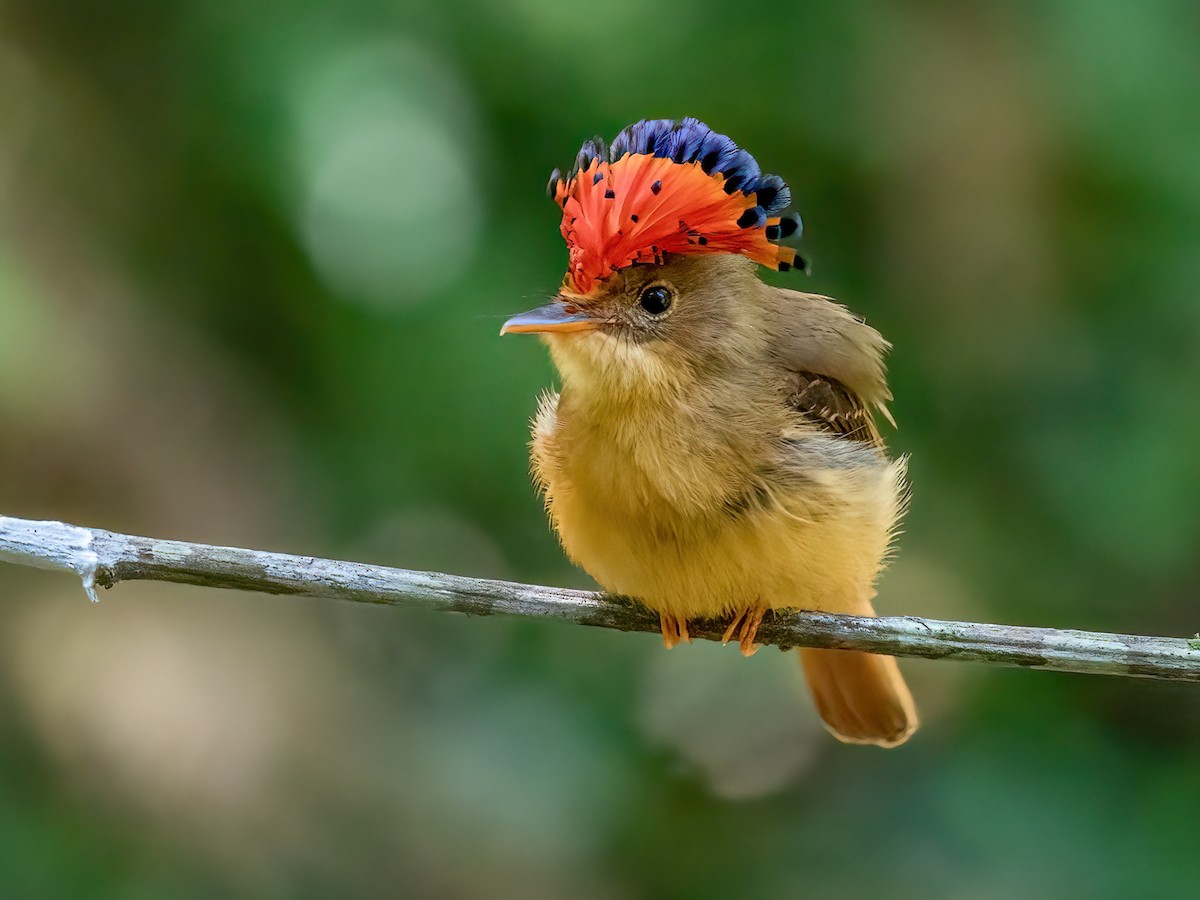 Atlantic Royal Flycatcher - Onychorhynchus swainsoni - Birds of the World