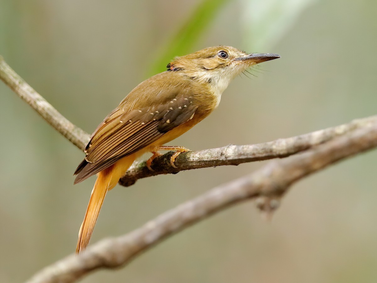 Tropical Royal Flycatcher - Onychorhynchus coronatus - Birds of the World