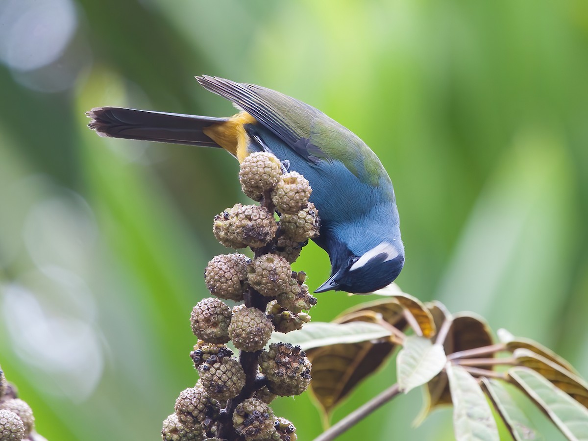 Eastern Crested Berrypecker - Paramythia montium - Birds of the World
