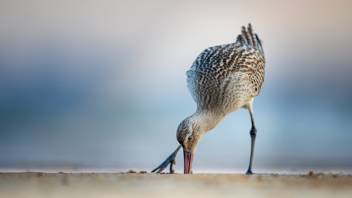 eBird Checklist - 3 Oct 2023 - 风河河口 (Fenghe Estuary) - 7 species