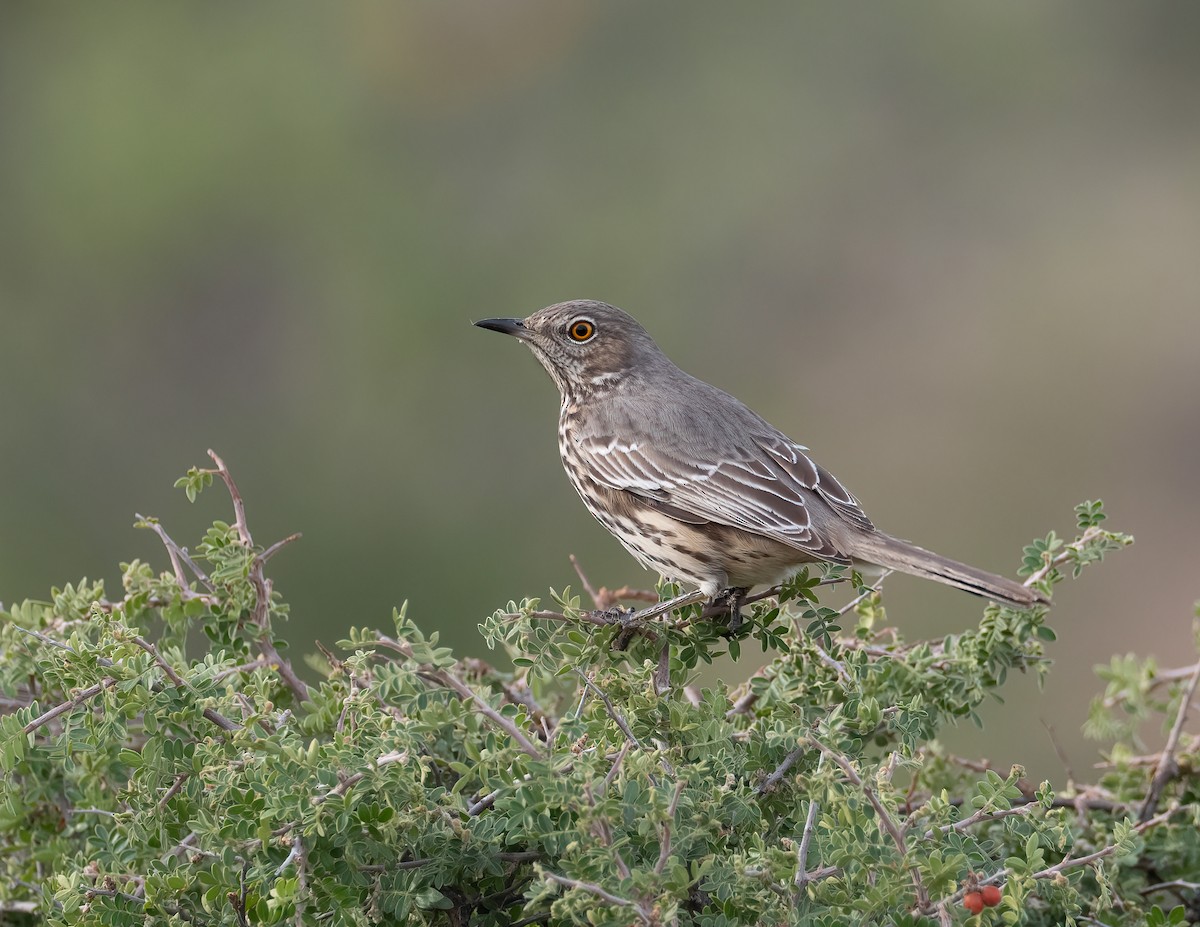 eBird Checklist - 30 Sep 2023 - Conchas Lake SP--N. Marina Boat Dock ...