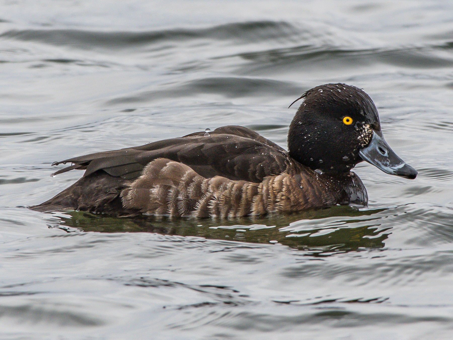 Tufted Duck - eBird