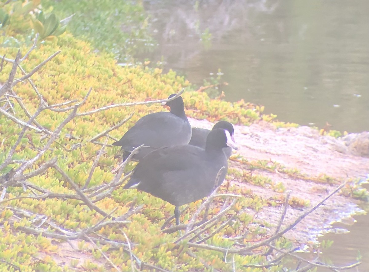 eBird Checklist - 1 Oct 2023 - Kawai'ele State Waterbird Sanctuary - 24 ...