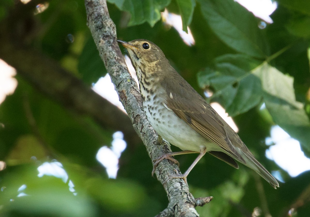 eBird Checklist - 3 Oct 2023 - Susquehanna SP--Deer Creek Picnic Area ...