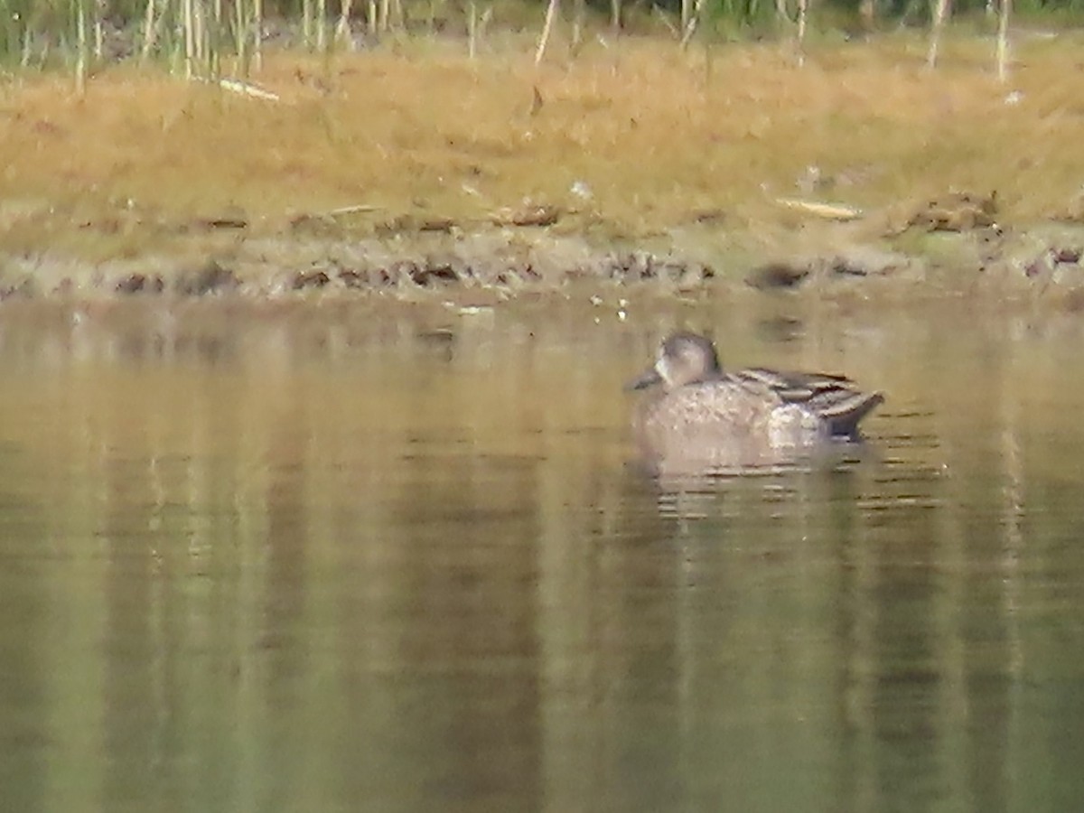 eBird Checklist - 3 Oct 2023 - Parker River NWR - 49 species