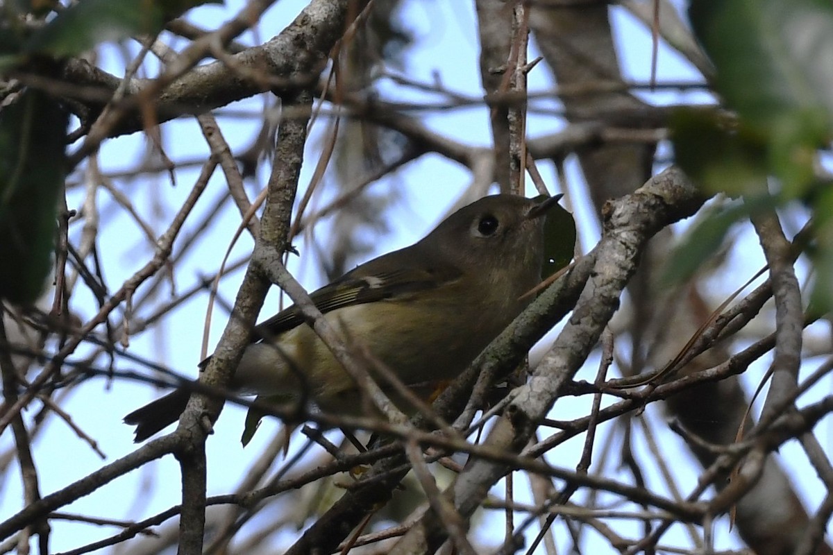 eBird Checklist - 1 Oct 2023 - GTM NERR--Yellow Trail - 16 species (+1 ...