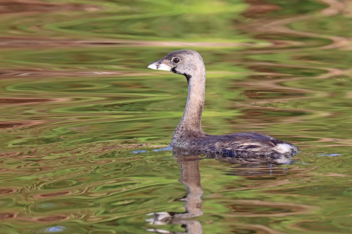 eBird Checklist - 29 Sep 2023 - Bubali Bird Sanctuary - 36 species