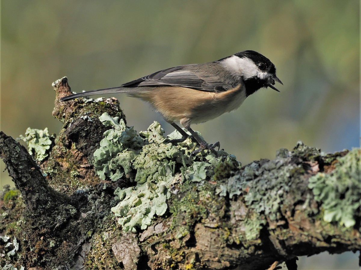 eBird Checklist - 3 Oct 2023 - Angora Fruit Farm - 26 species