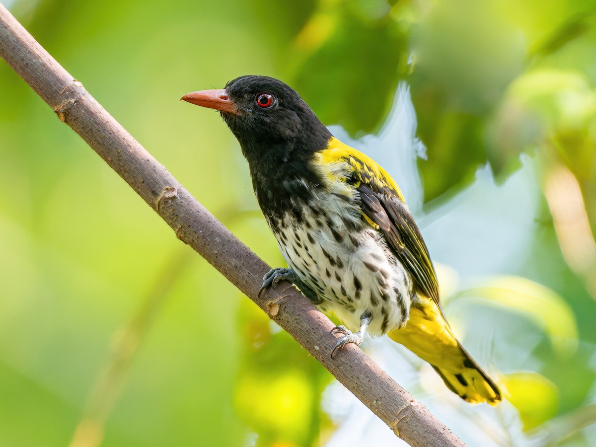 Dark-throated Oriole - Oriolus xanthonotus - Birds of the World