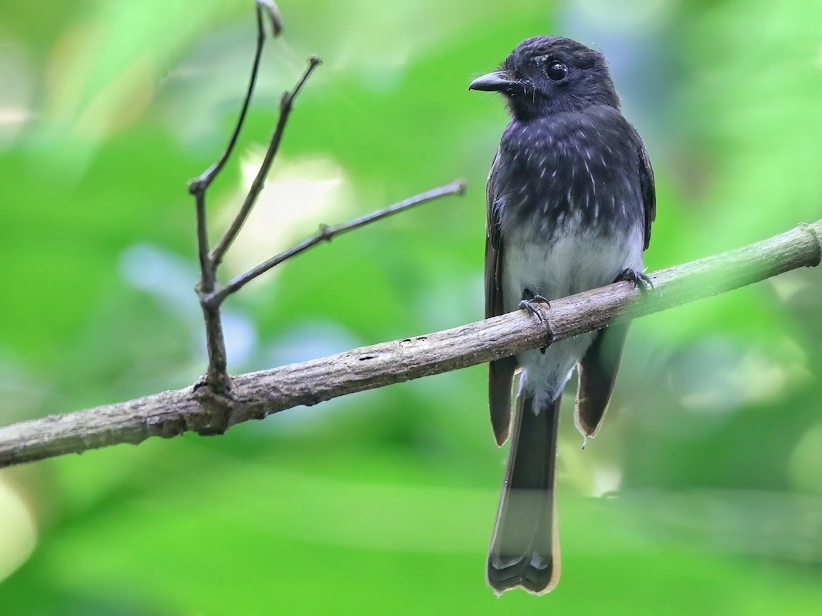 White-winged Fantail - Rhipidura cockerelli - Birds of the World
