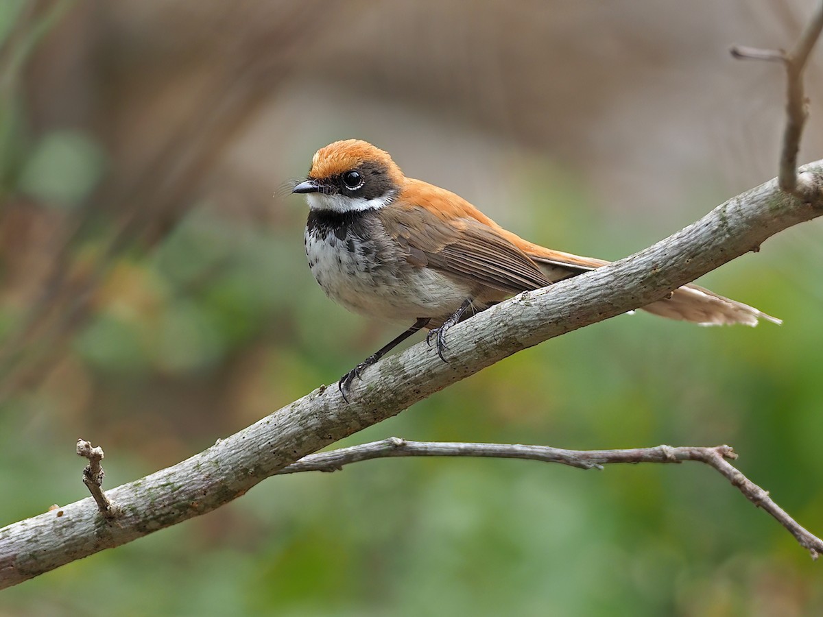 Supertramp Fantail - Rhipidura semicollaris - Birds of the World