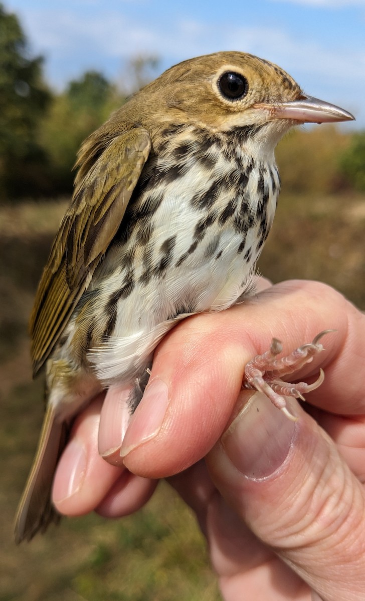 eBird Checklist - 28 Sep 2023 - Cherokee NF--Whigg Meadow - 8 species