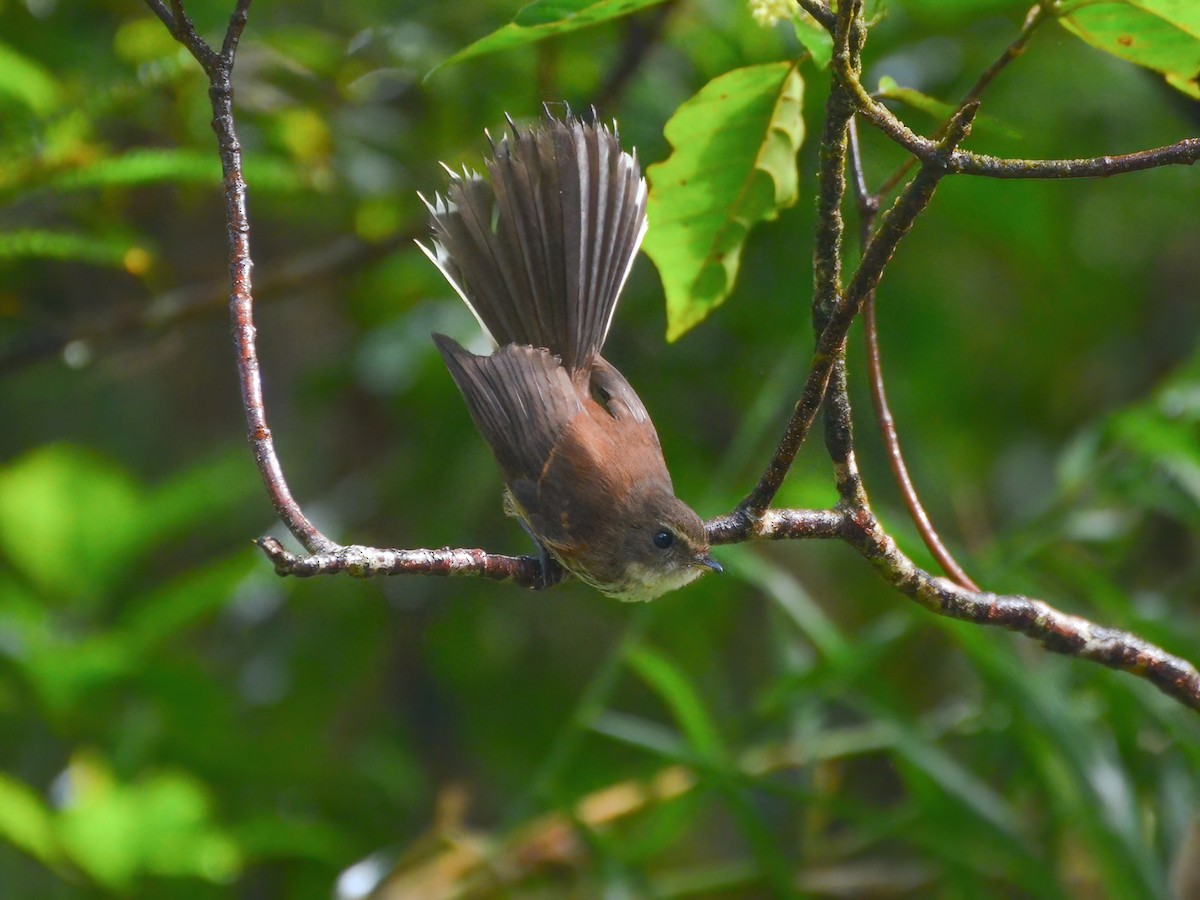 Fiji Streaked Fantail - Rhipidura layardi - Birds of the World