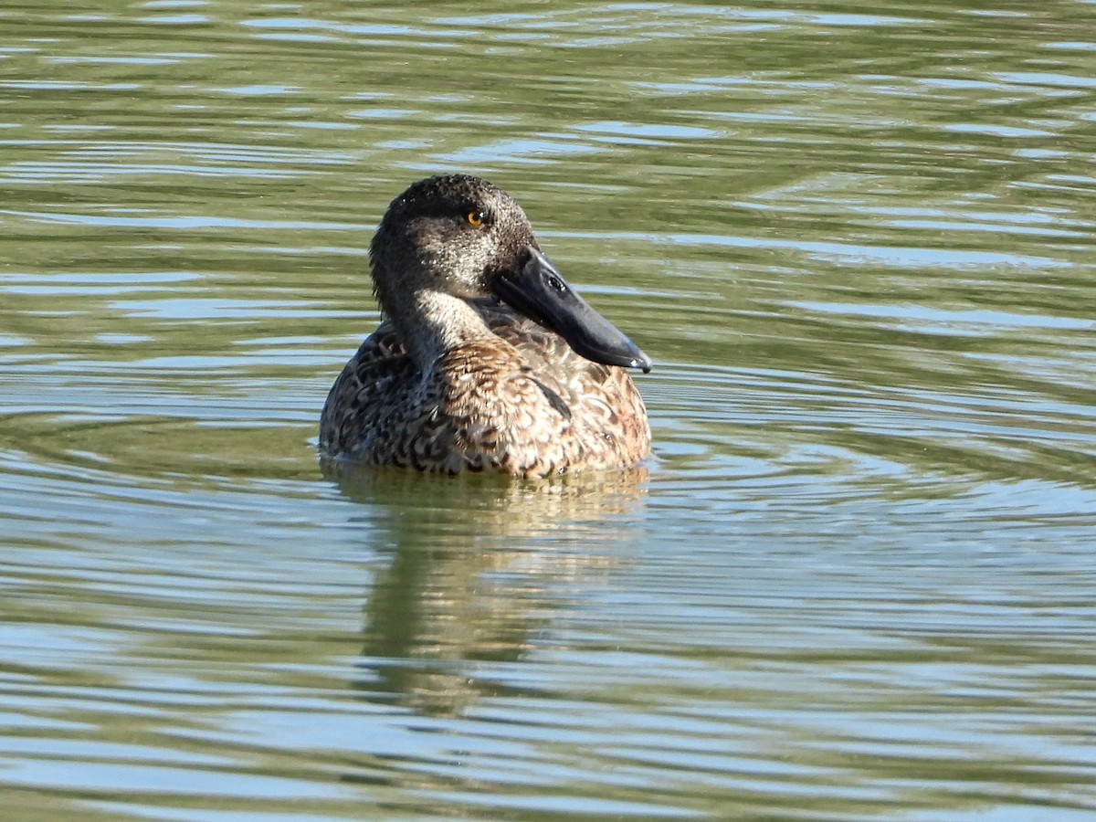 eBird Checklist - 3 Oct 2023 - Riparian Preserve at Gilbert Water Ranch ...