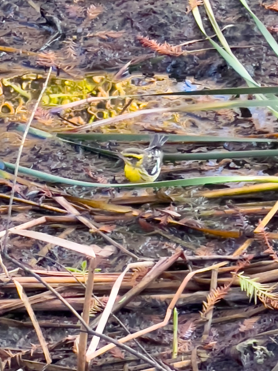 eBird Checklist - 3 Oct 2023 - **Back Bay NWR - 17 species