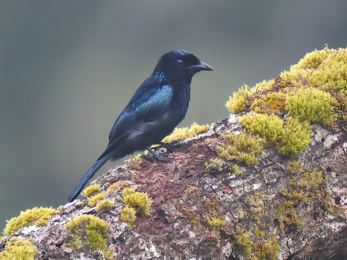 Short-tailed Drongo - Dicrurus striatus - Birds of the World