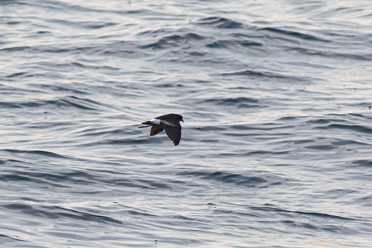 eBird Checklist - 20 Aug 2023 - Cape May Whale Watch & Research Center ...