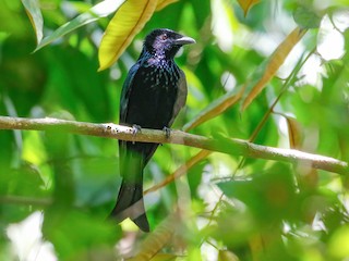 Palawan Drongo - Dicrurus palawanensis - Birds of the World