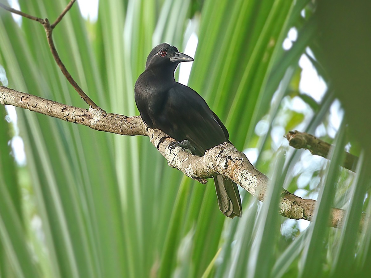 Obi Paradise-crow - Lycocorax obiensis - Birds of the World