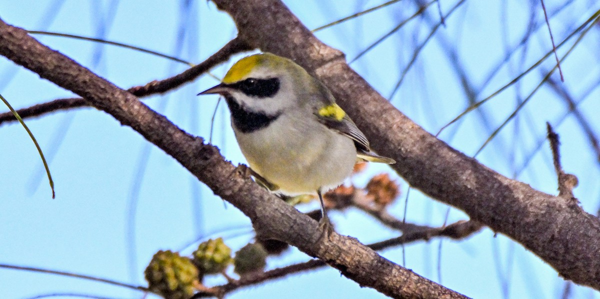 eBird Checklist - 3 Oct 2023 - Port Royal GC - 9 species