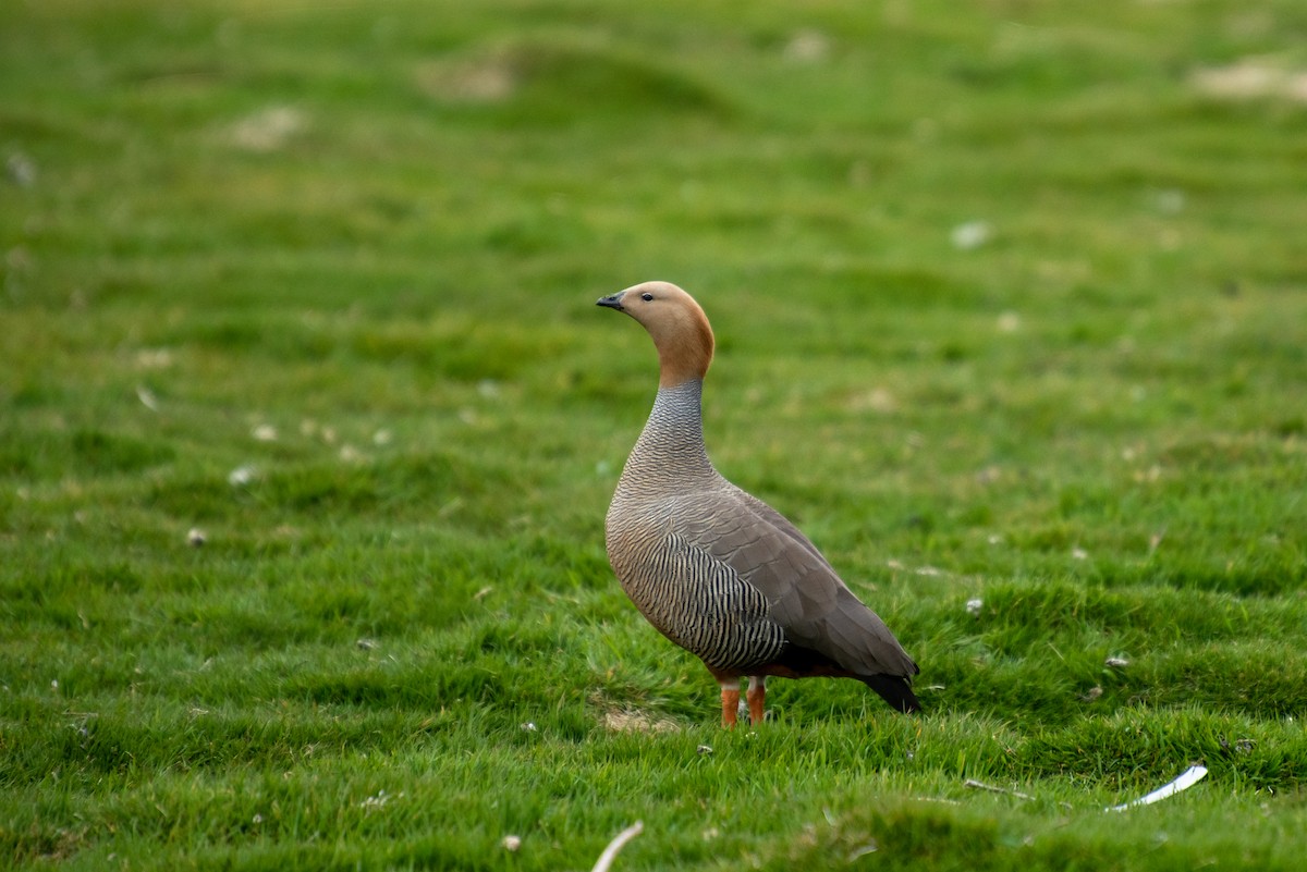 eBird Checklist - 11 Nov 2022 - Carcass Island - 13 species