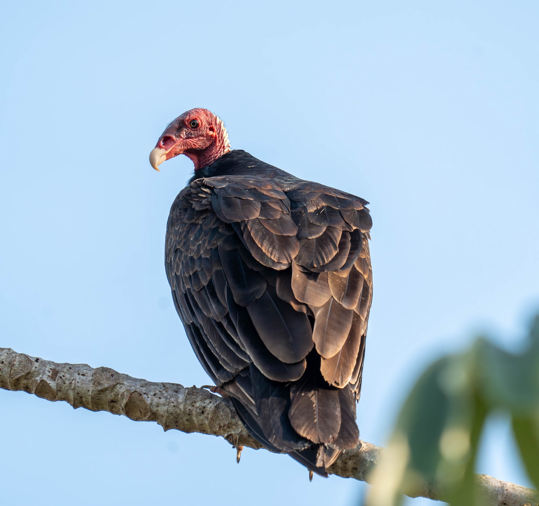 Jote de cabeza colorada (ruficollis) - eBird