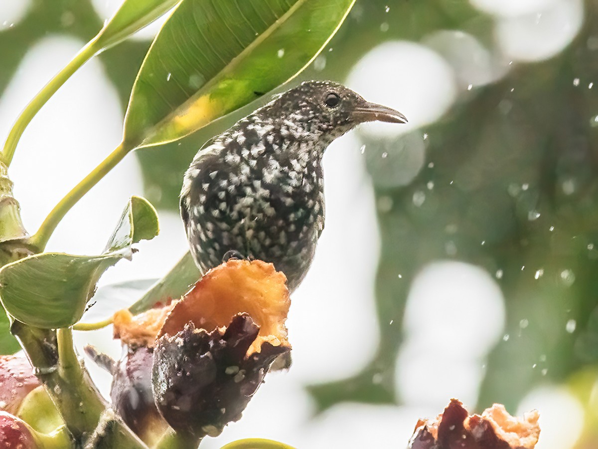 Spotted Berrypecker - Melanocharis piperata - Birds of the World