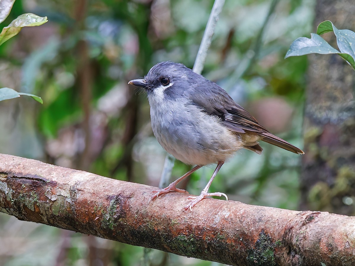 Arfak Robin - Heteromyias albispecularis - Birds of the World