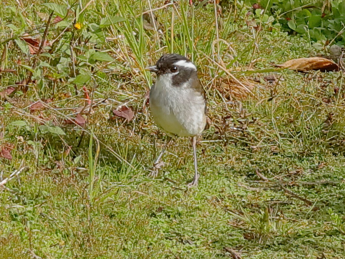 Black-capped Robin - Heteromyias armiti - Birds of the World