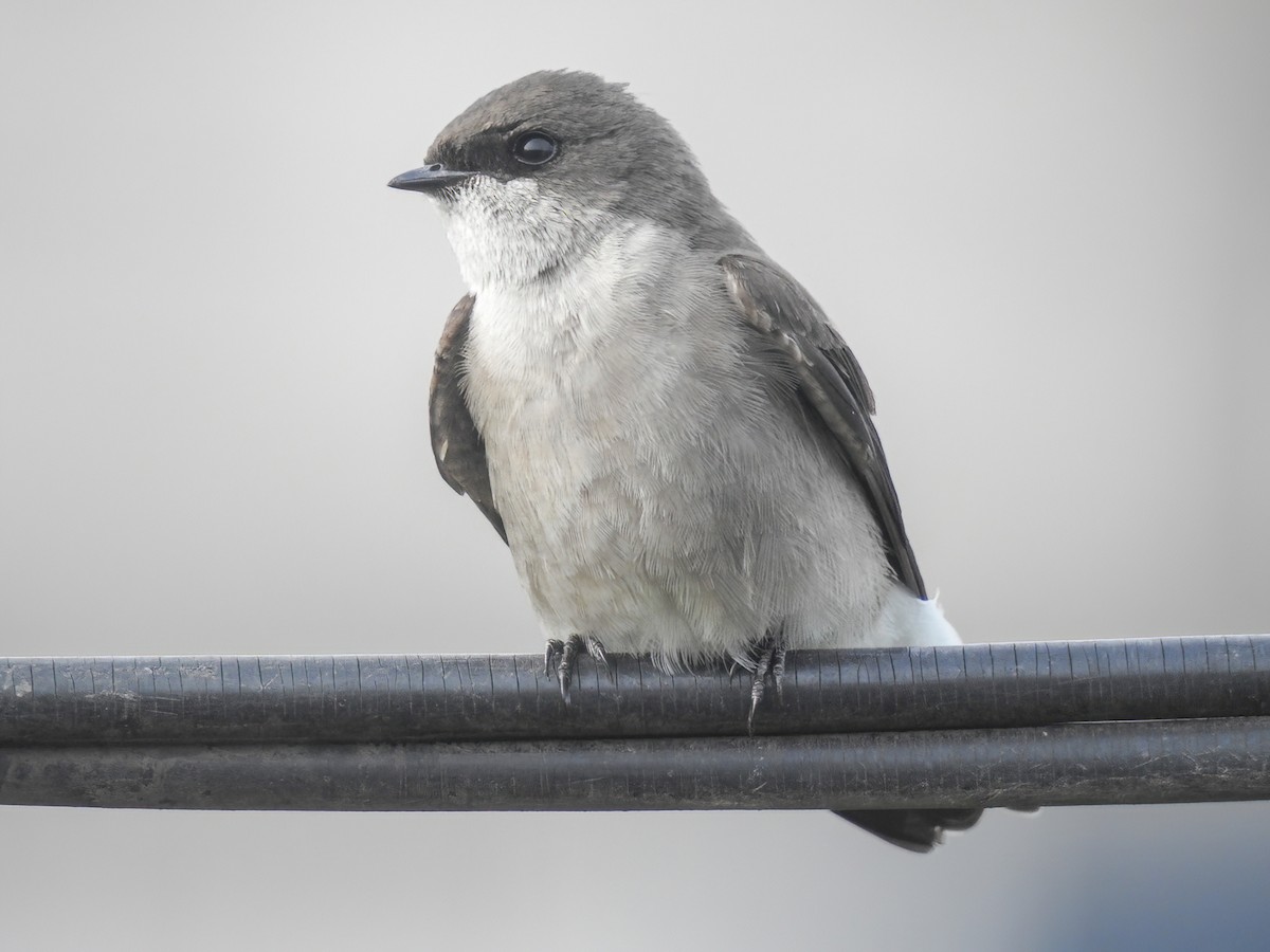 Madagascar Martin - Riparia cowani - Birds of the World
