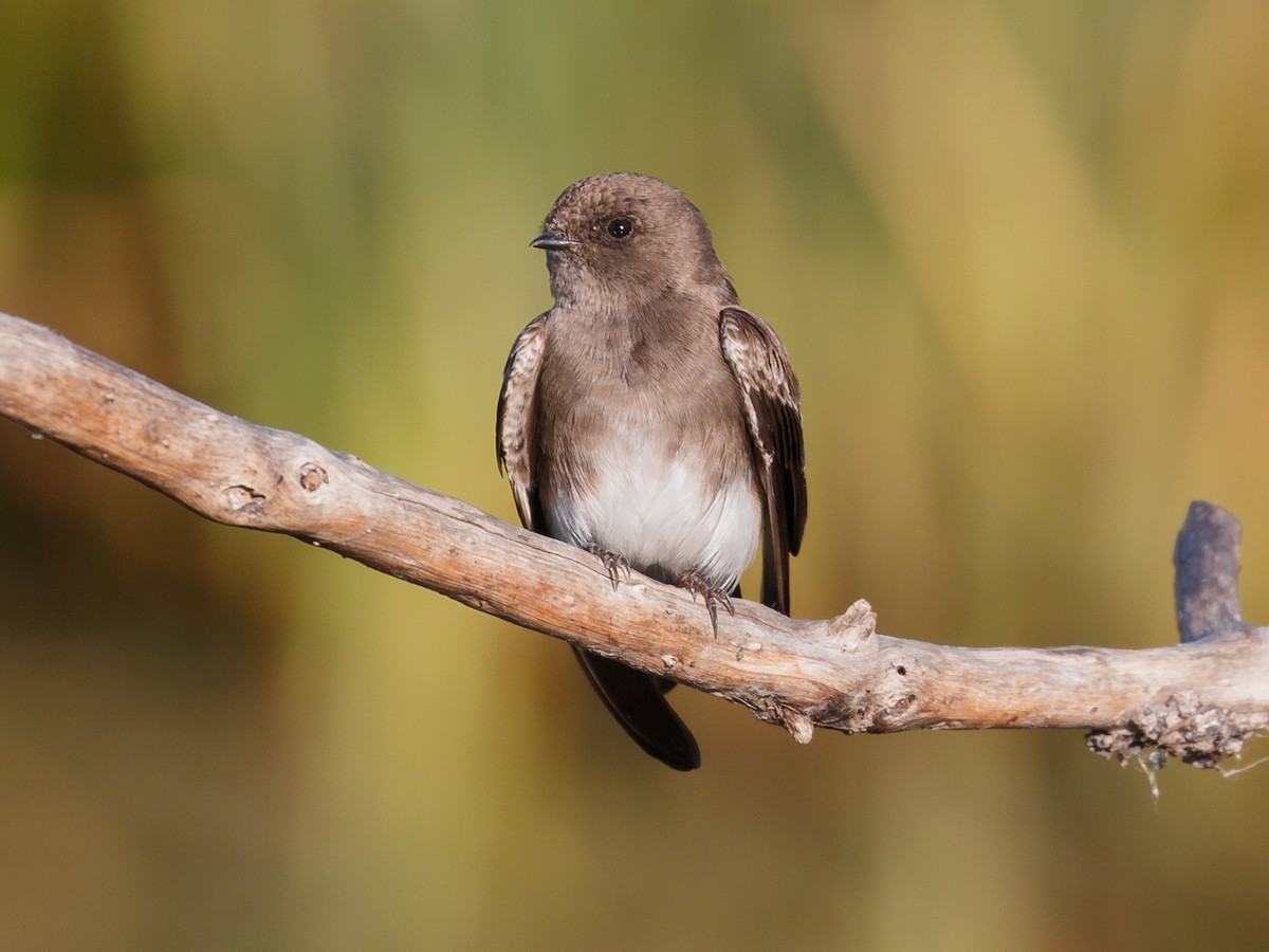 Plain Martin - Riparia paludicola - Birds of the World