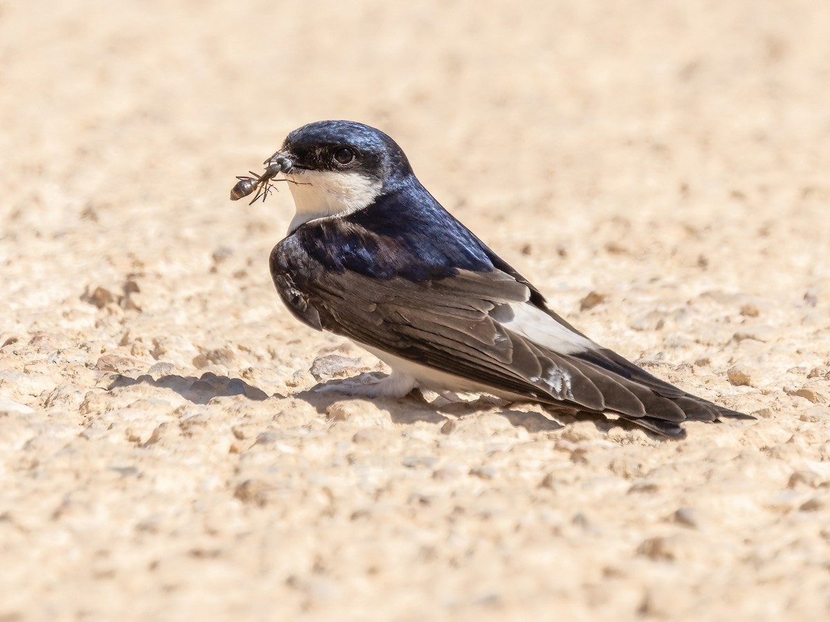 Western House-Martin - Delichon urbicum - Birds of the World