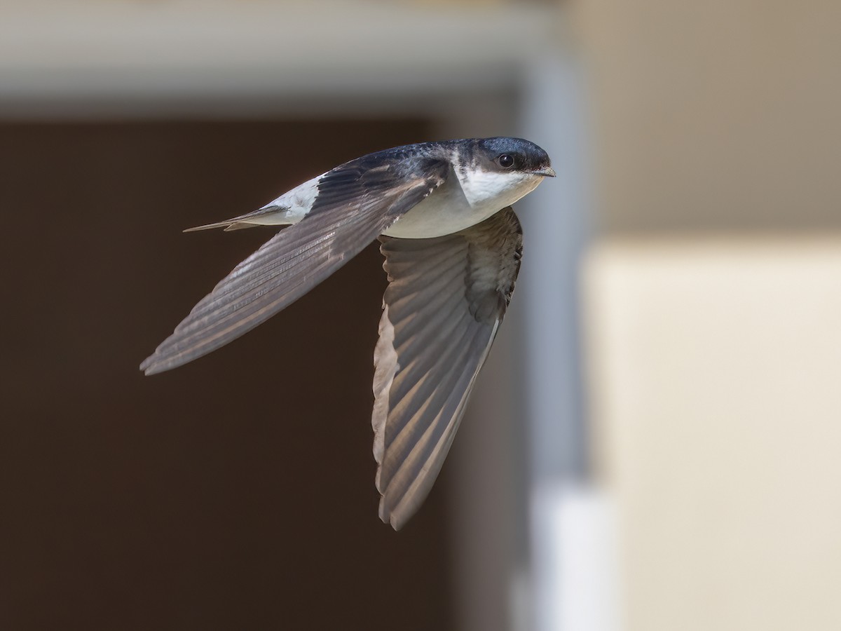 Siberian House-Martin - Delichon lagopodum - Birds of the World