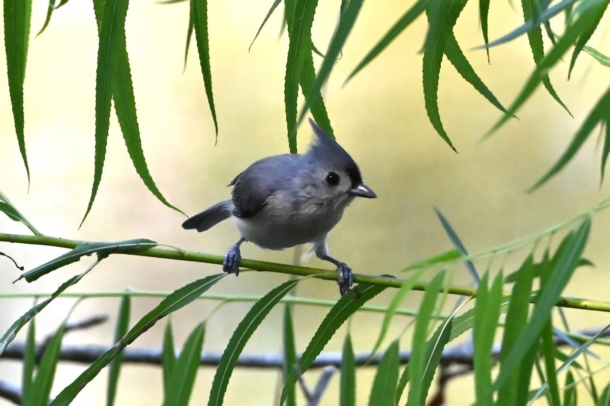 eBird Checklist - 1 Oct 2023 - Bear Creek Park (UTC 097) - 18 species