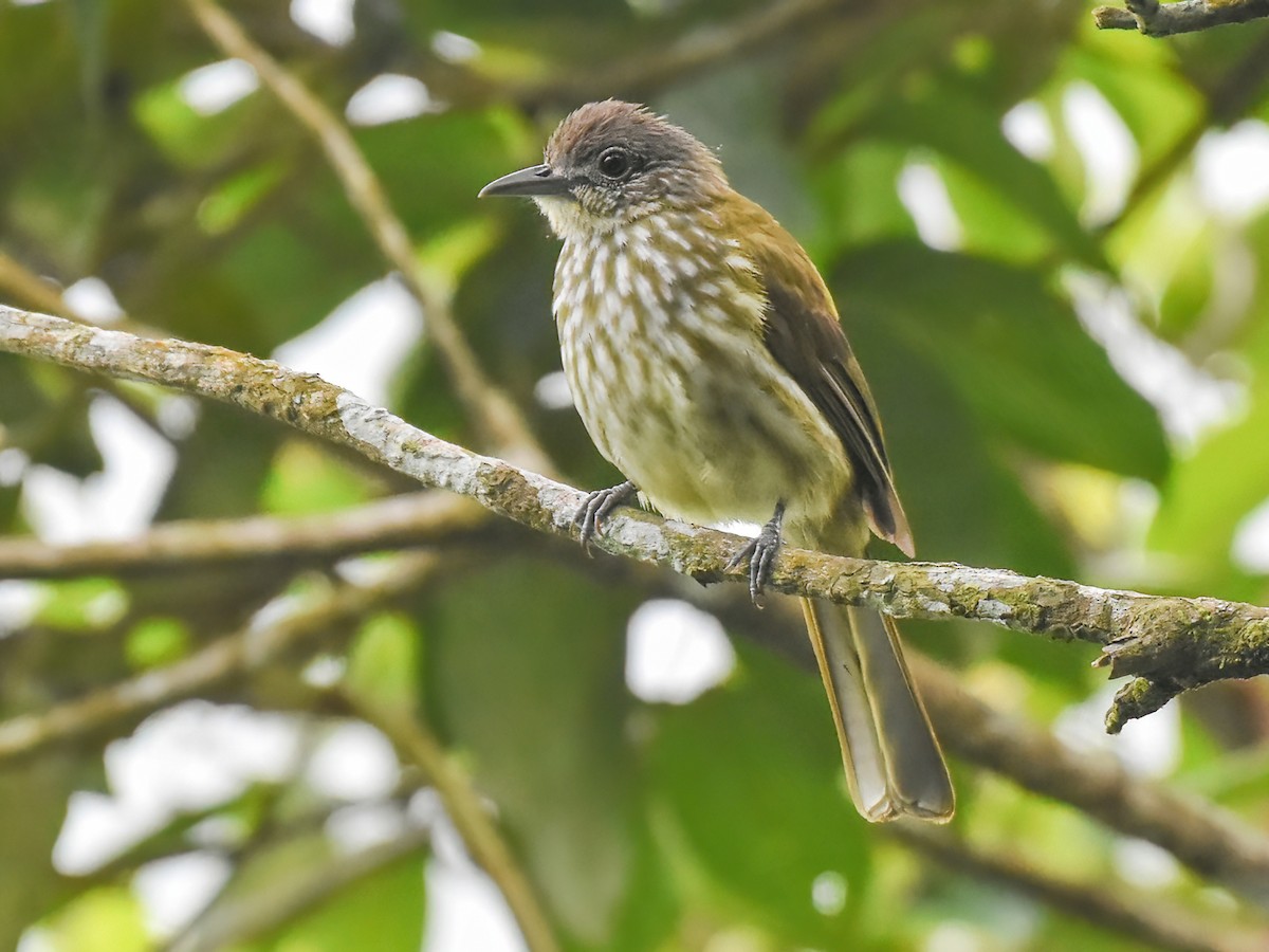 Javan Bulbul - Ixos virescens - Birds of the World
