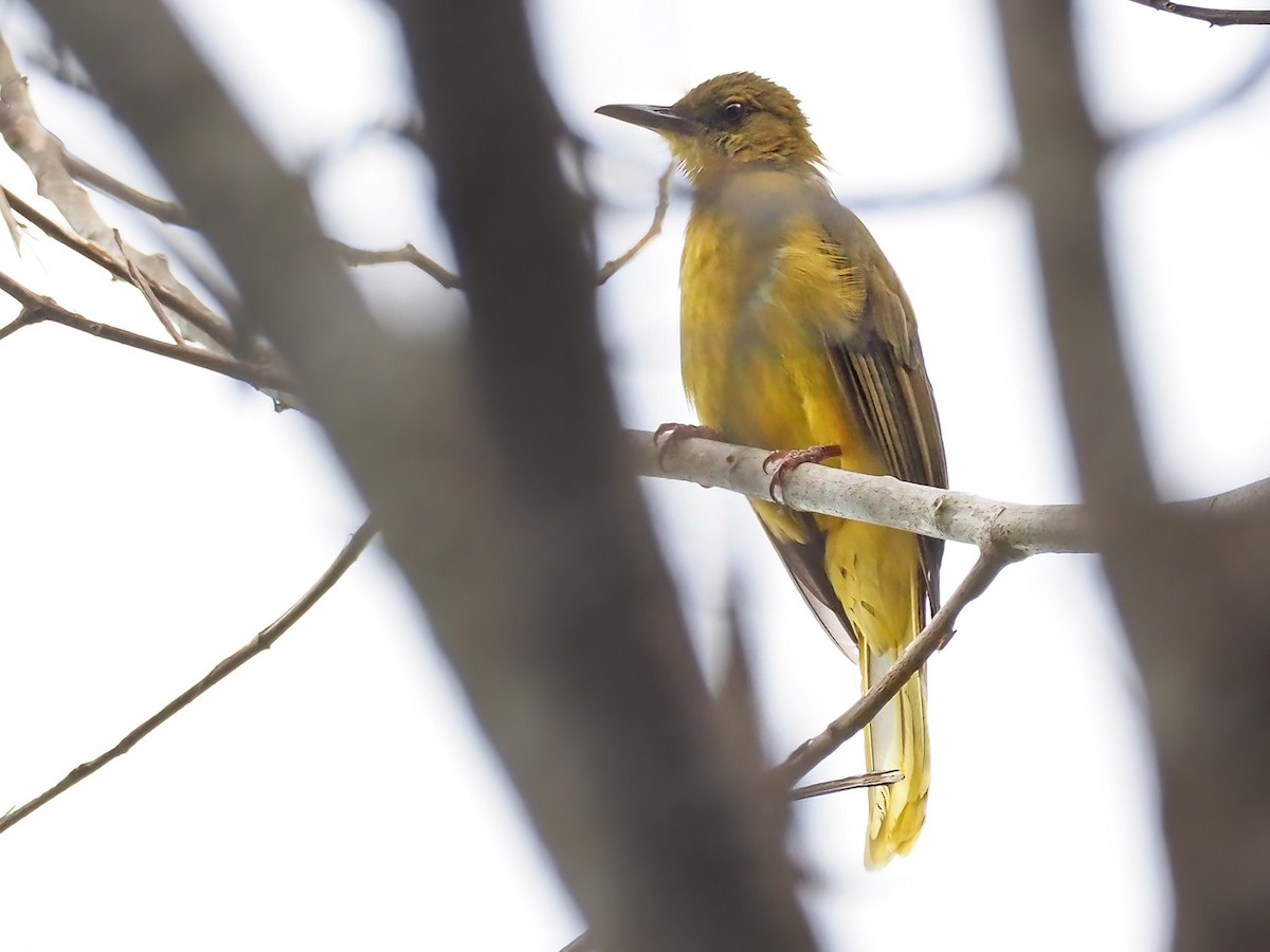 Banggai Golden-Bulbul - Hypsipetes harterti - Birds of the World