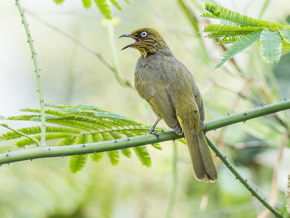 Pale-eyed Bulbul - Pycnonotus davisoni - Birds of the World