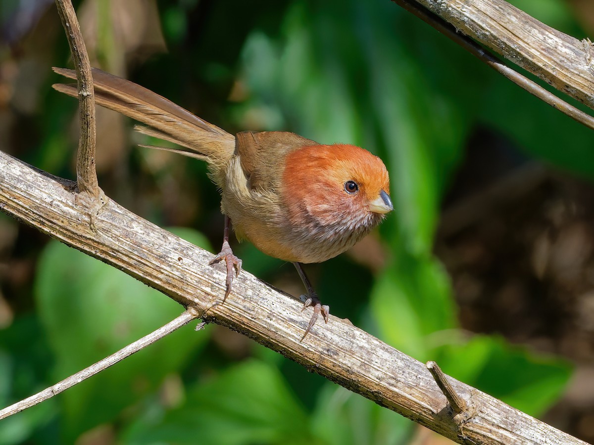 Brown-winged Parrotbill - Suthora brunnea - Birds of the World