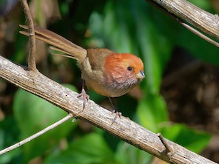Brown-winged Parrotbill - Suthora brunnea - Birds of the World