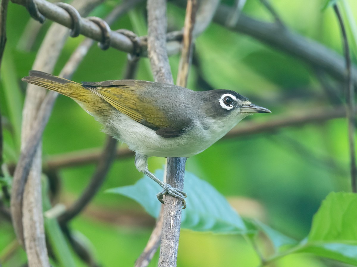 Morotai White-eye - Zosterops dehaani - Birds of the World