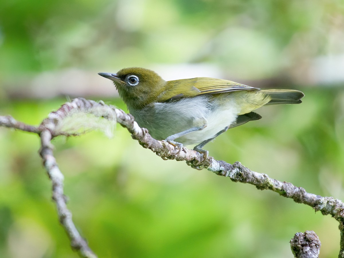 Bougainville White-eye - Zosterops hamlini - Birds of the World