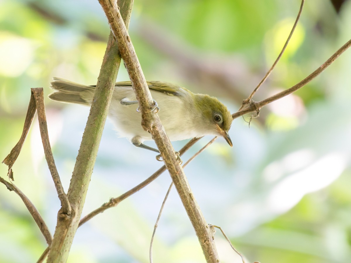 Gray-throated White-eye - Zosterops rendovae - Birds of the World