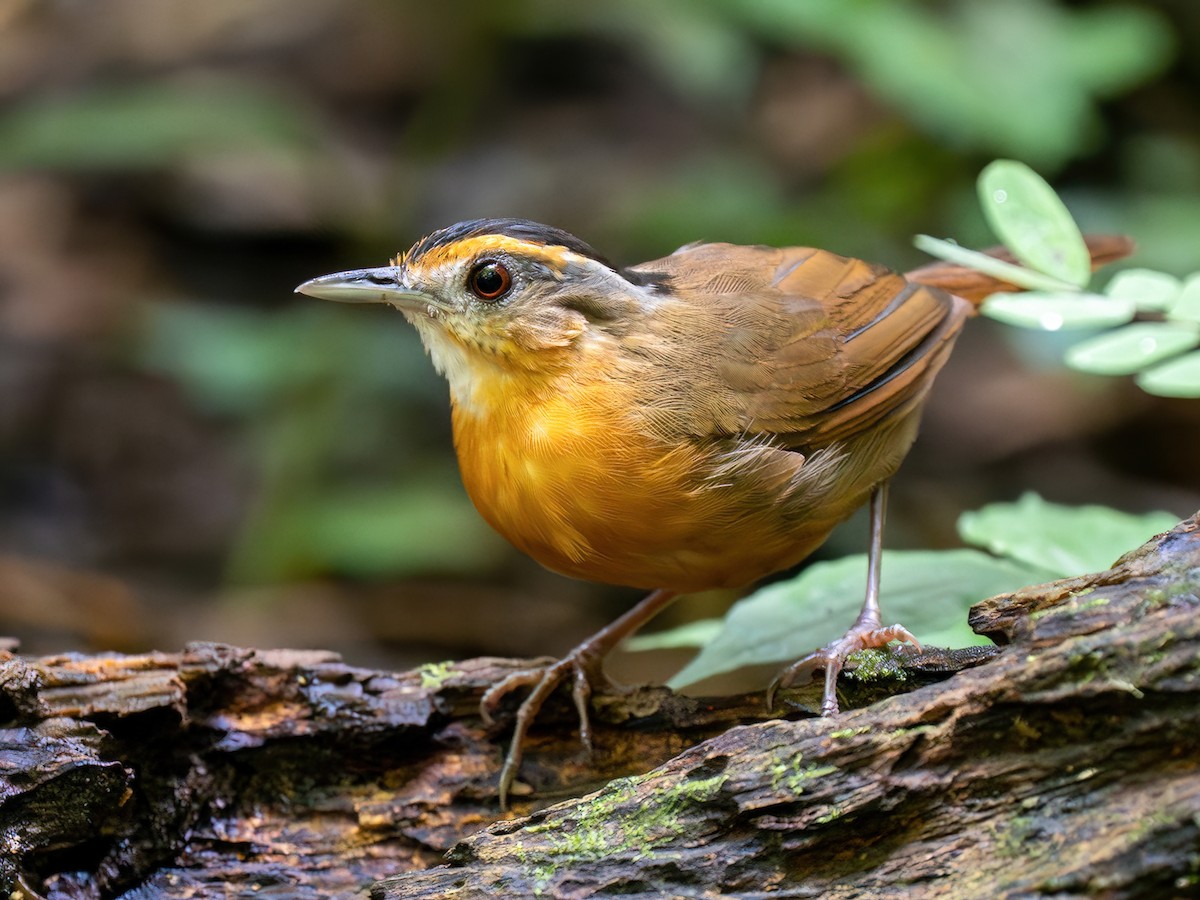 Javan Black-capped Babbler - Pellorneum capistratum - Birds of the World