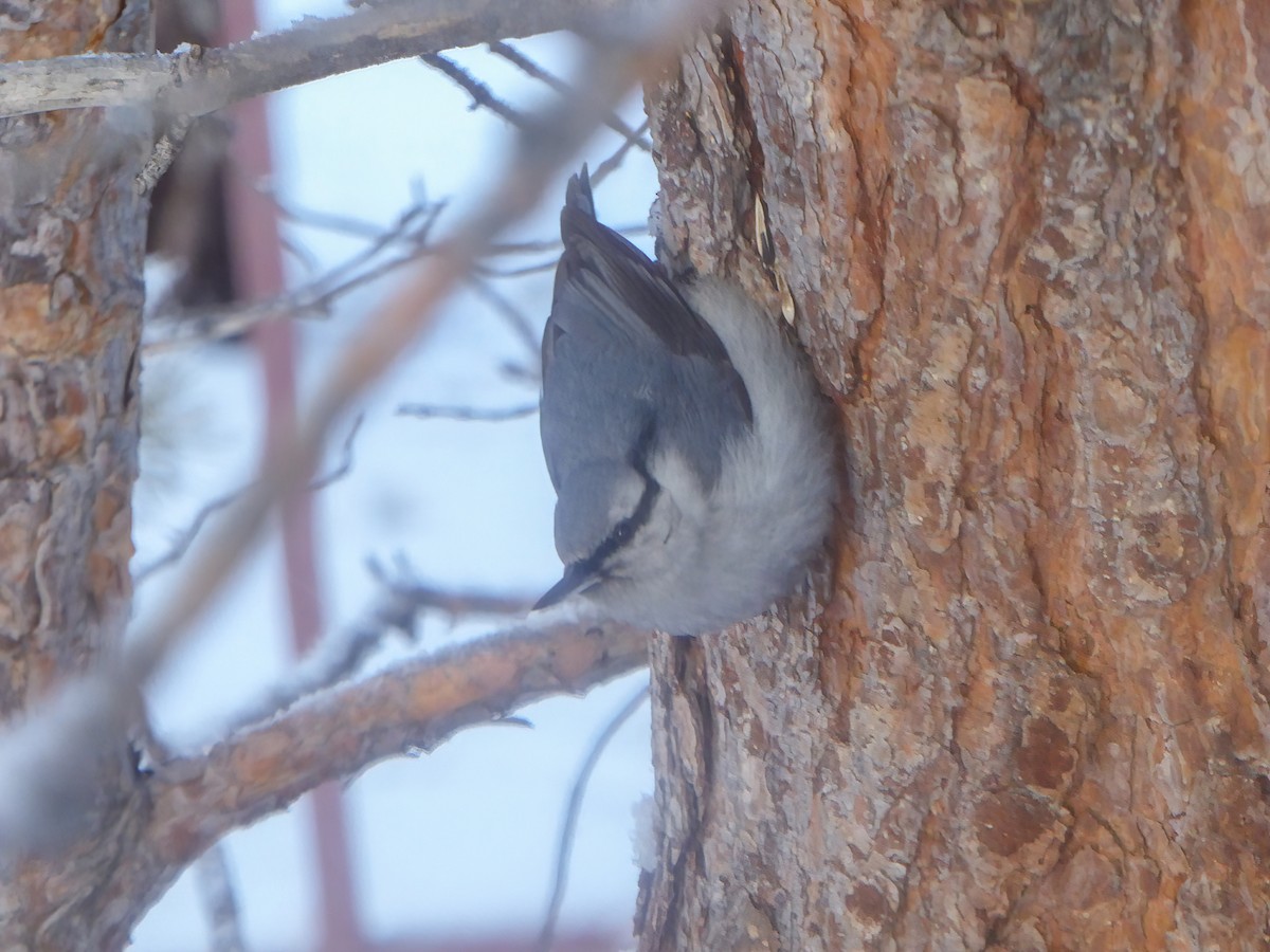 Siberian Nuthatch - Sitta arctica - Birds of the World