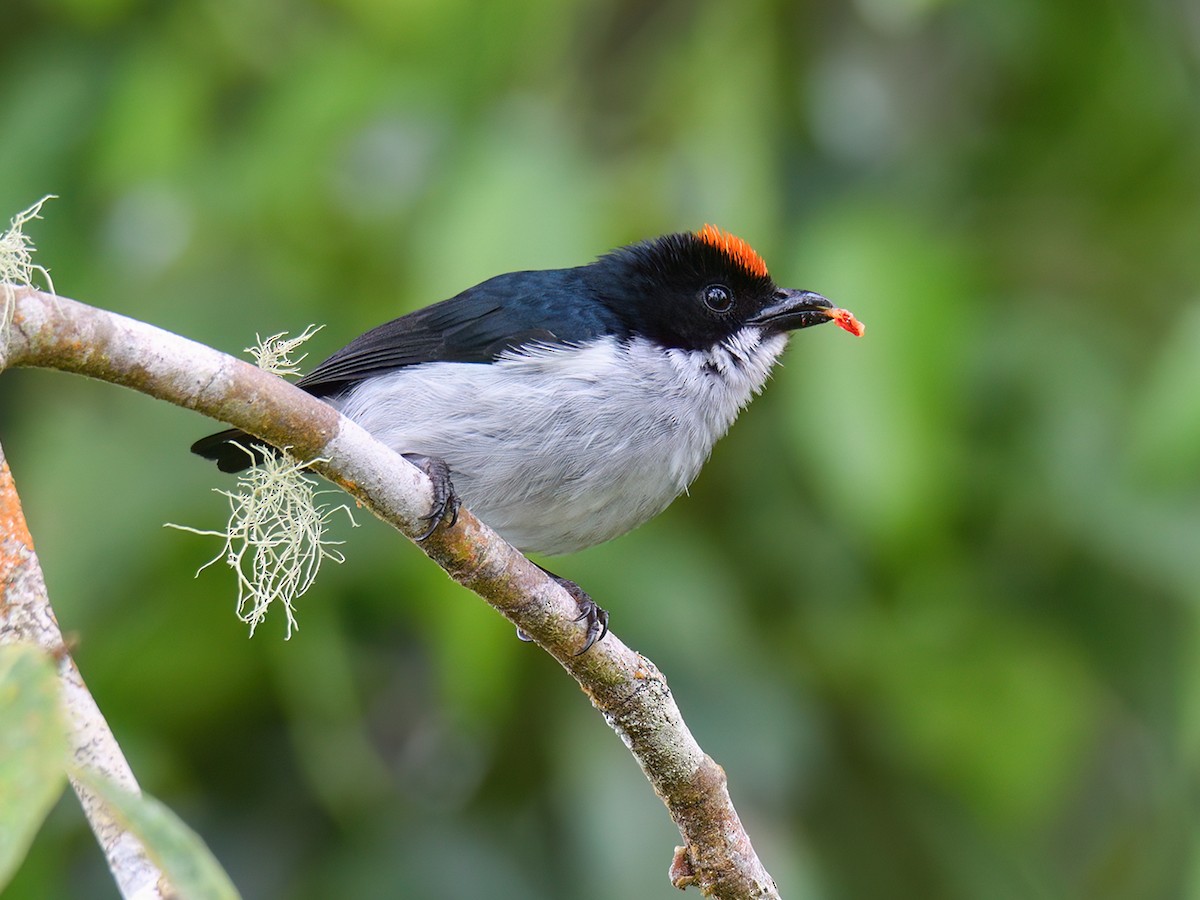 Flame-crowned Flowerpecker - Dicaeum kampalili - Birds of the World